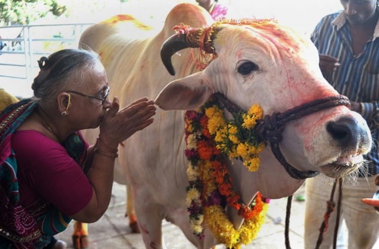 ¿Por qué son sagradas las vacas en la India? – Ya te enteraste