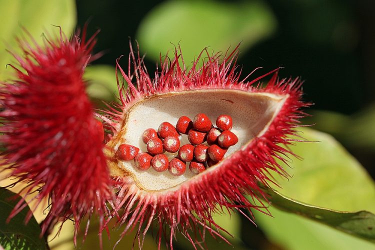 ¿De qué está hecho el achiote? – Ya te enteraste